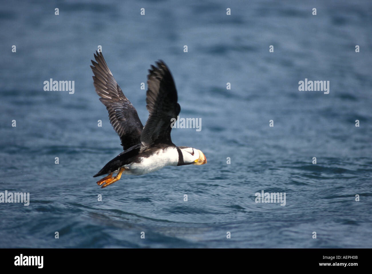horned puffin Fratercula corniculata flying above the water Kenai ...