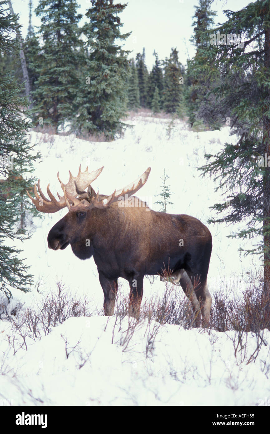 Bull moose antlers in snow alaska hi-res stock photography and images ...