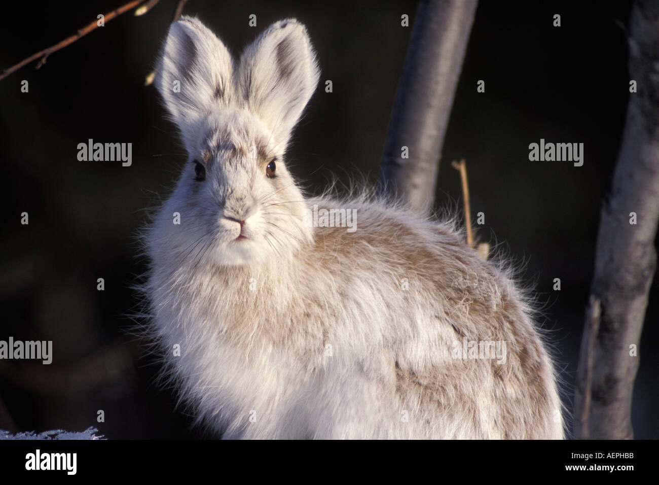Arctic hare alaska hi-res stock photography and images - Alamy
