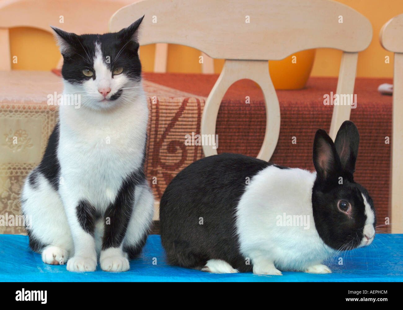 Cat rabbit hi-res stock photography and images - Alamy