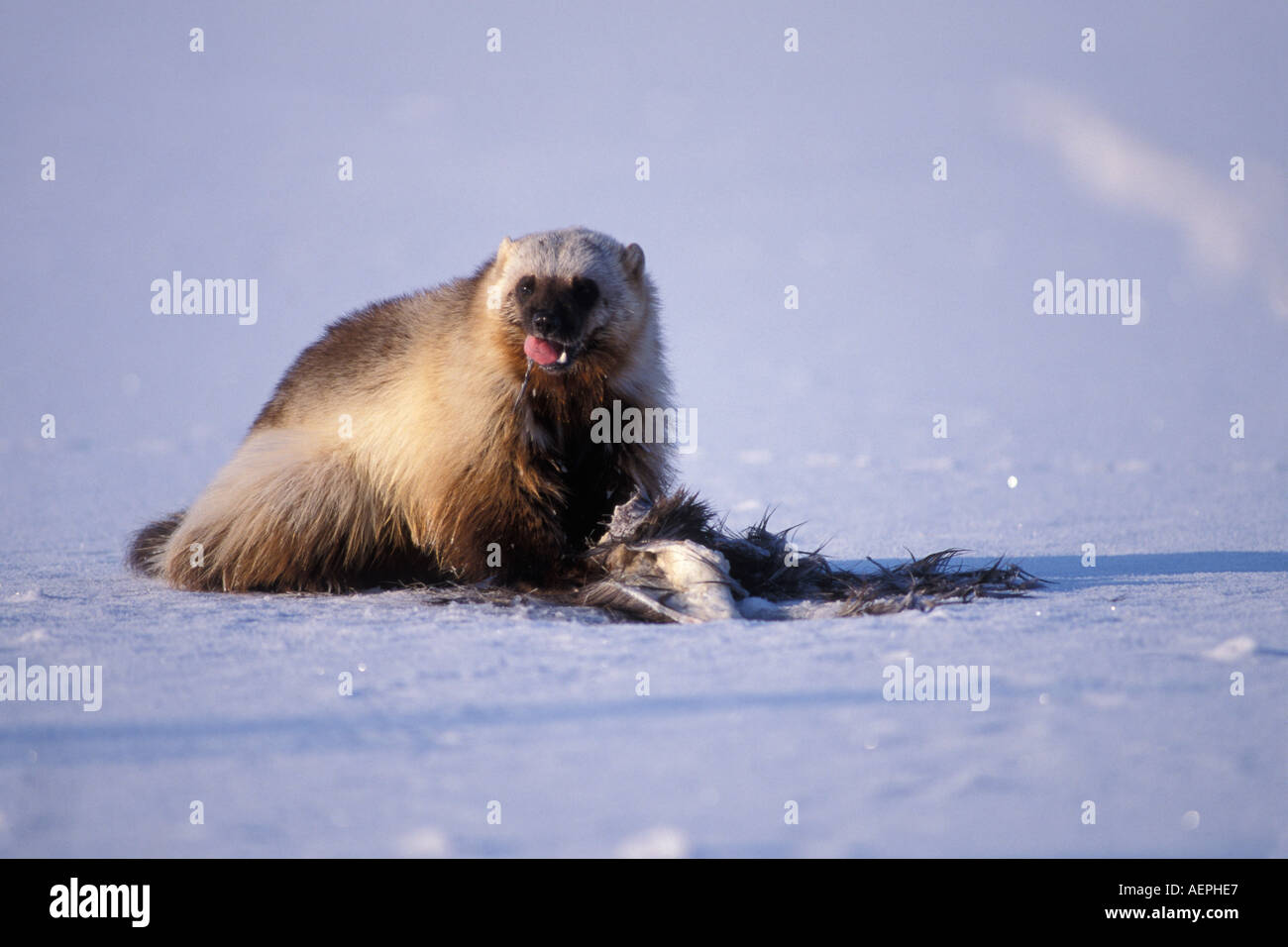 Wolverine weasel family hi-res stock photography and images - Alamy
