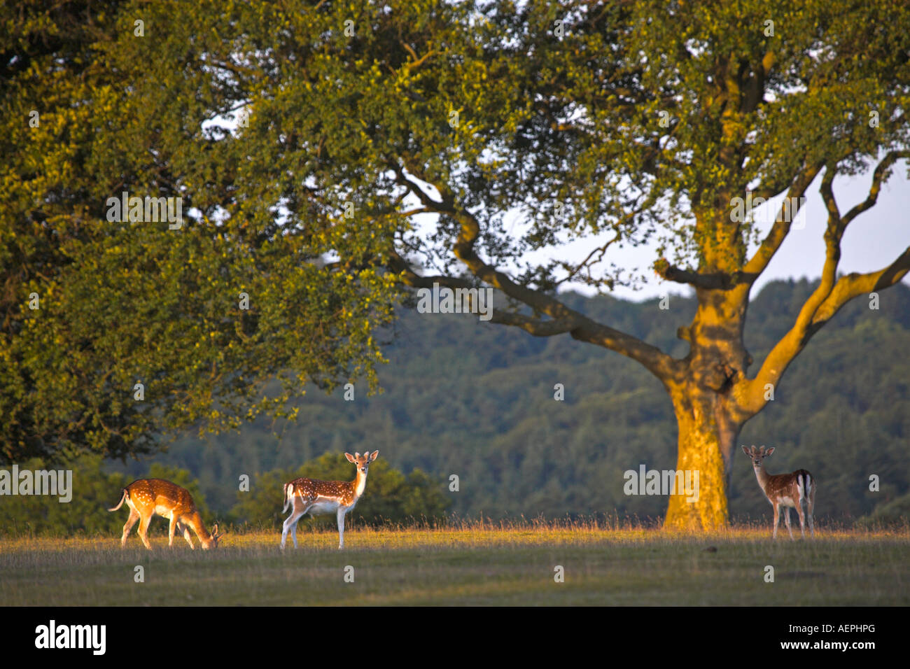 New forest wildlife park uk hi-res stock photography and images - Alamy