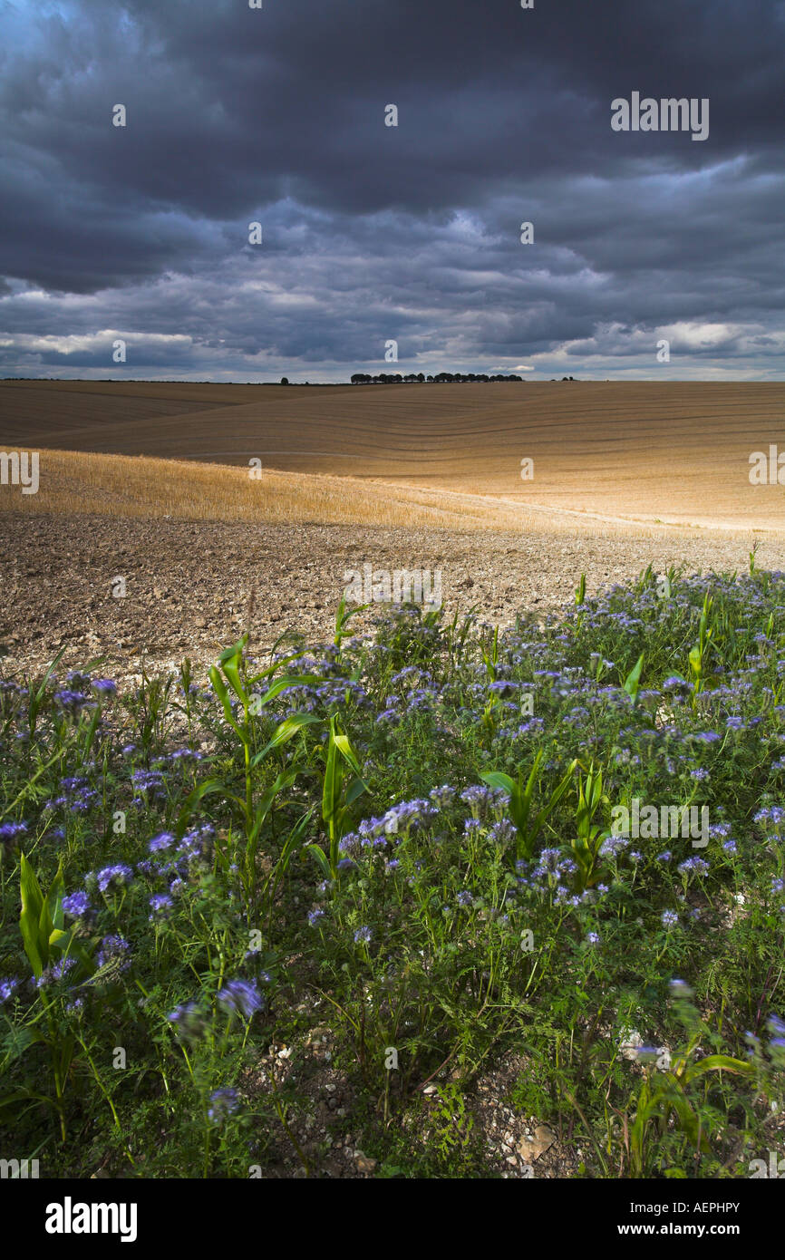 Stormy afternoon above a recently harvested field near Winchester ...