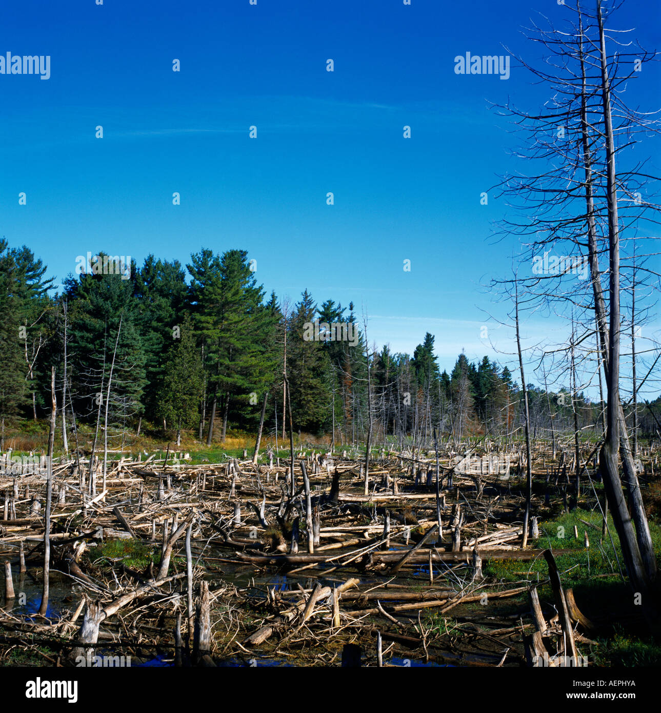 Acid rain hi-res stock photography and images - Alamy