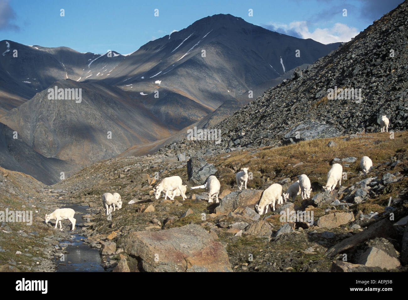 dall sheep Ovis dalli foraging in western Arctic National Wildlife ...