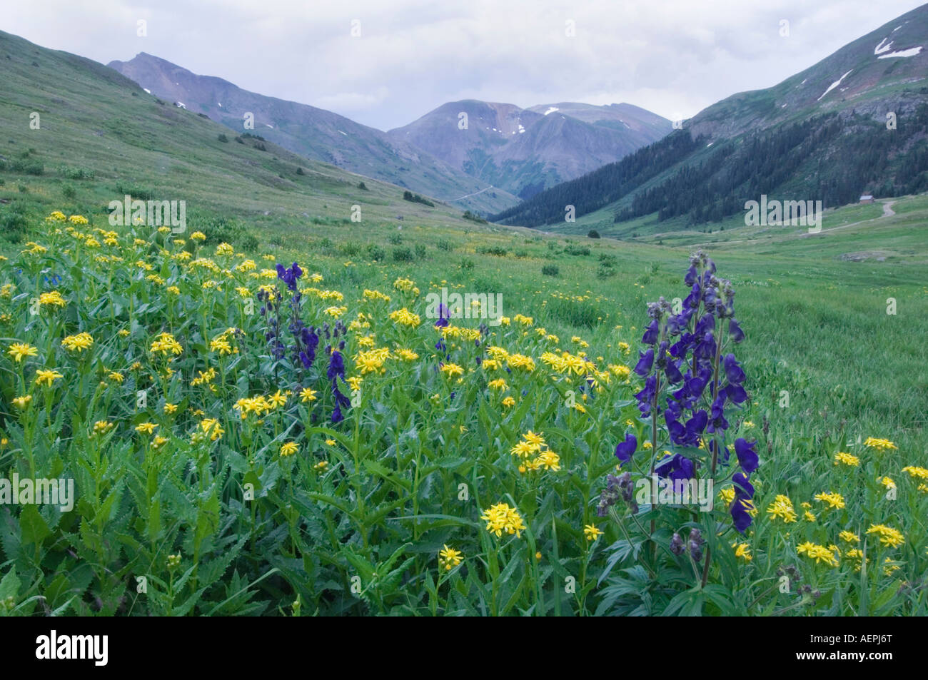 Mountains and wildflowers in alpine meadow Columbian Monkshood ...