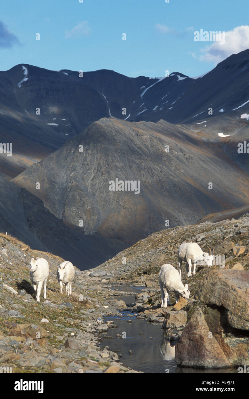 dall sheep Ovis dalli foraging along the western Arctic National ...
