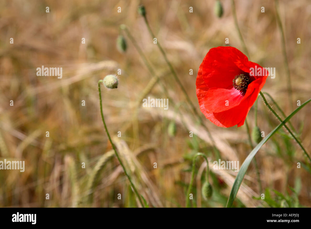Common poppy (Papaver rhoeas) amongst a field of barley, Norfolk ...