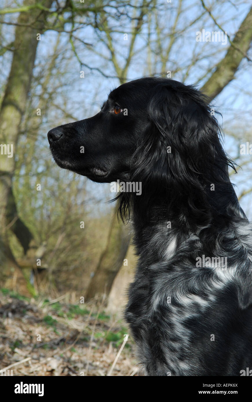 Large munsterlander hi-res stock photography and images - Alamy