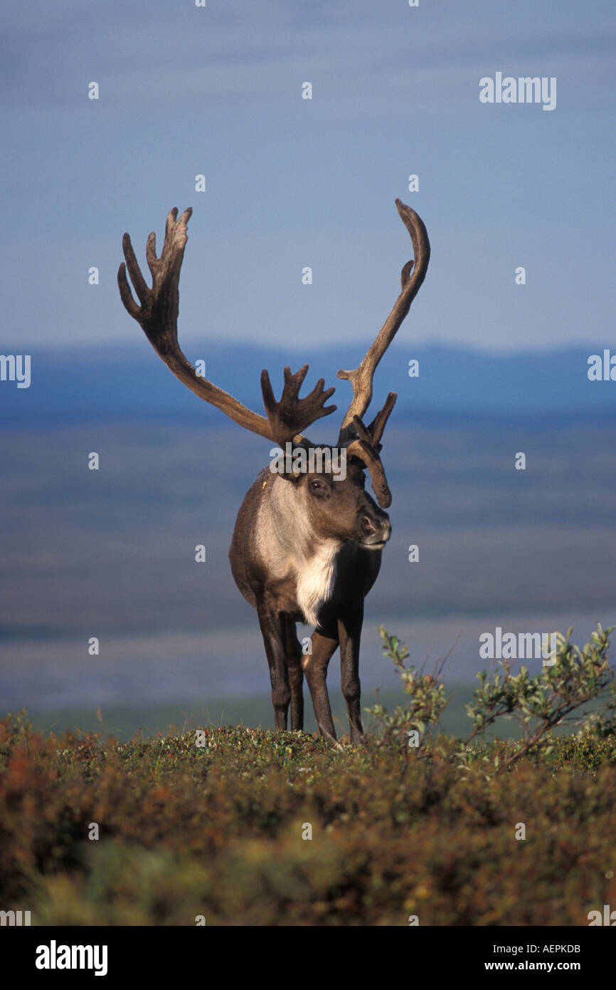 caribou Rangifer tarandus in Denali National Park Alaska Stock Photo ...