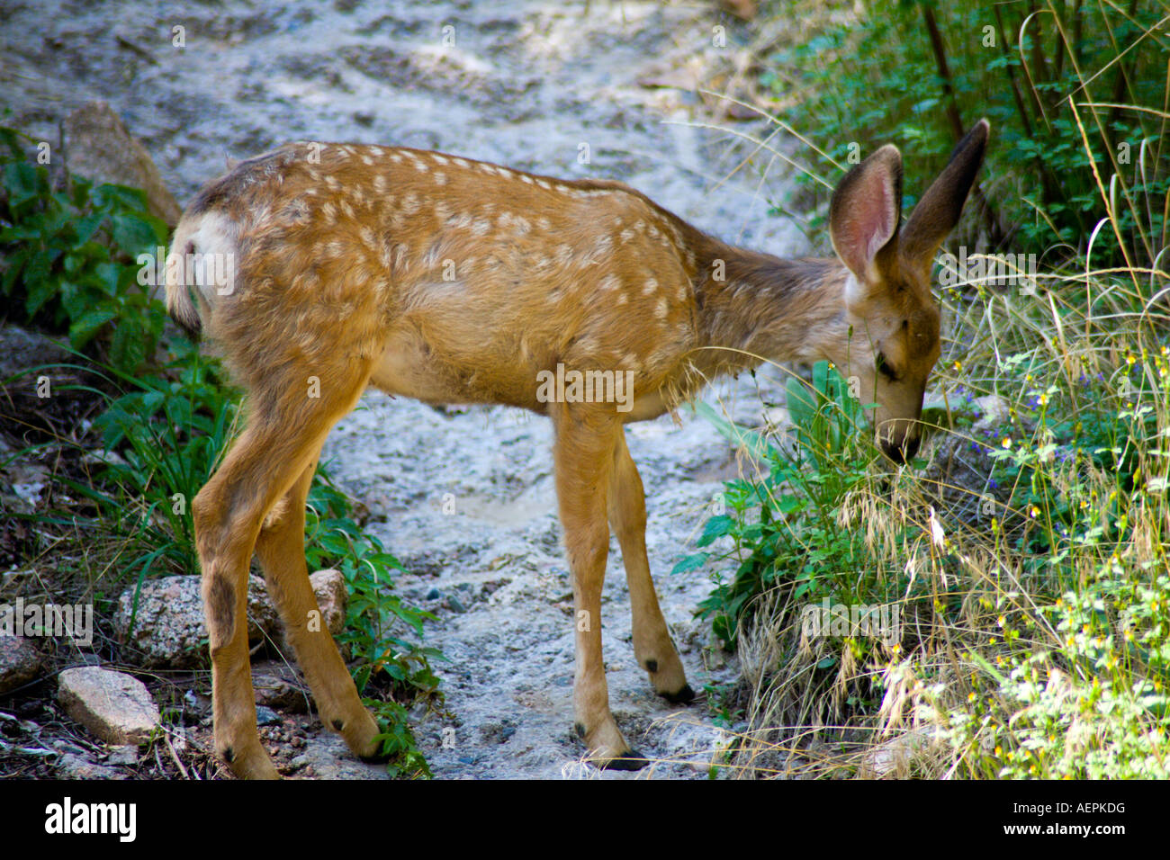 Mule deer fawn feeding Stock Photo - Alamy