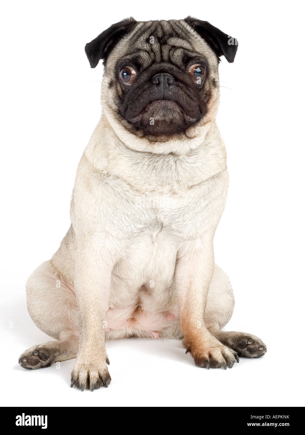 Sitting pug hi-res stock photography and images - Alamy