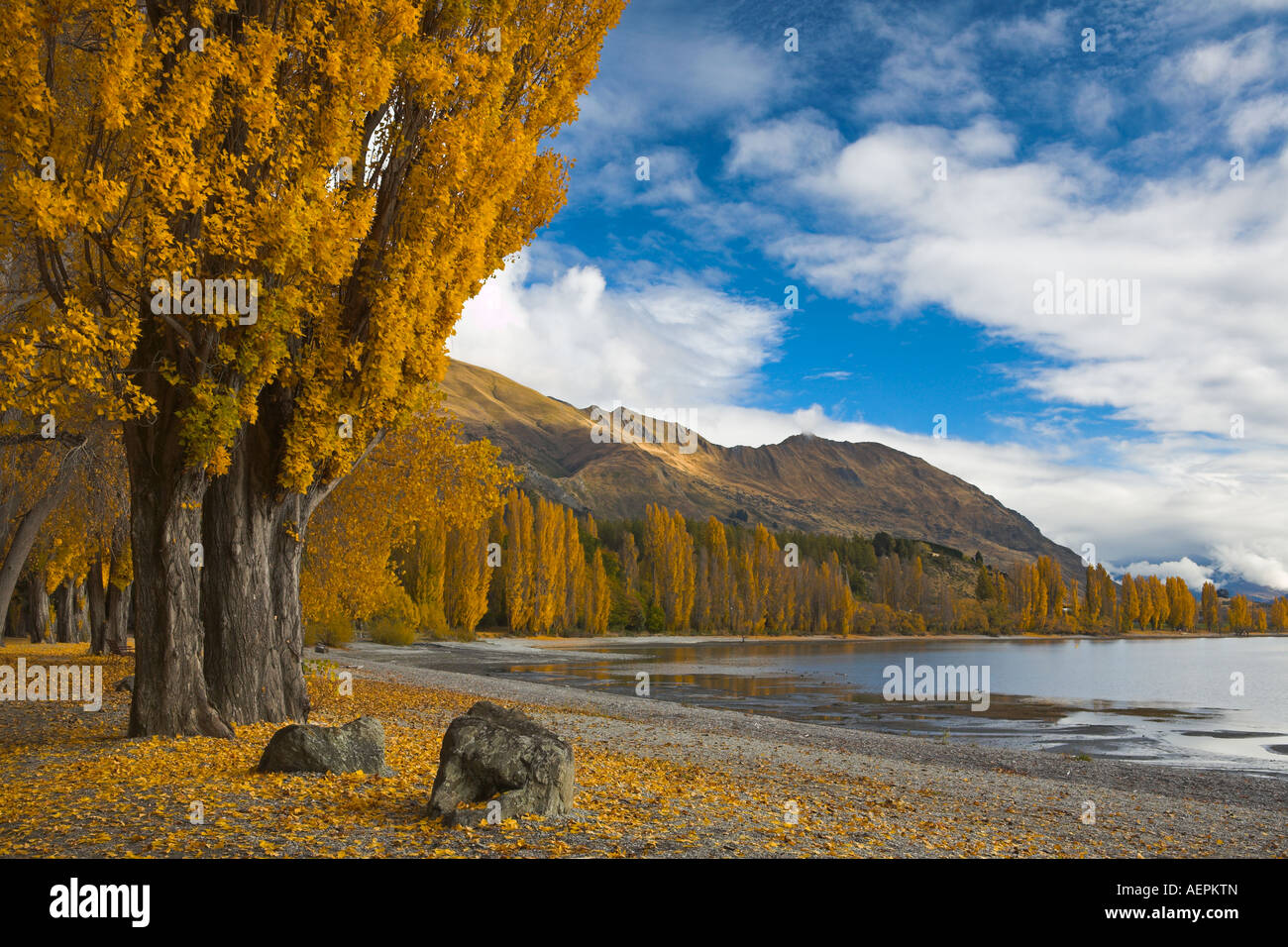 Autumn colours on the lakeside at Wanaka, South Island, New Zealand ...