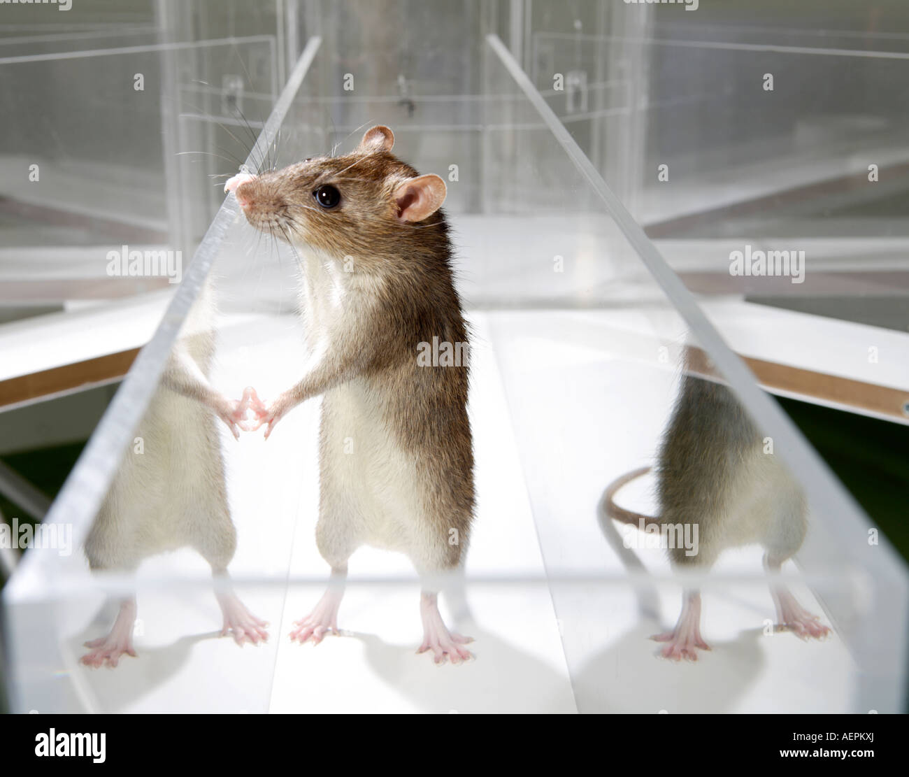 Lab Rat in psychology experiment glass maze in a science laboratory ...