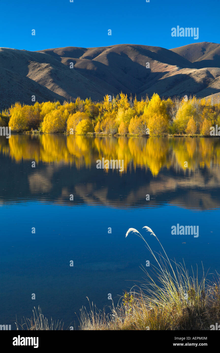 Intense golden foliage along a lakeside near Twizel, South Island, New ...