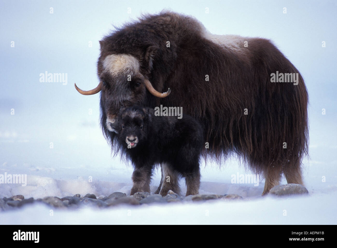 Muskox calf snow hi-res stock photography and images - Alamy