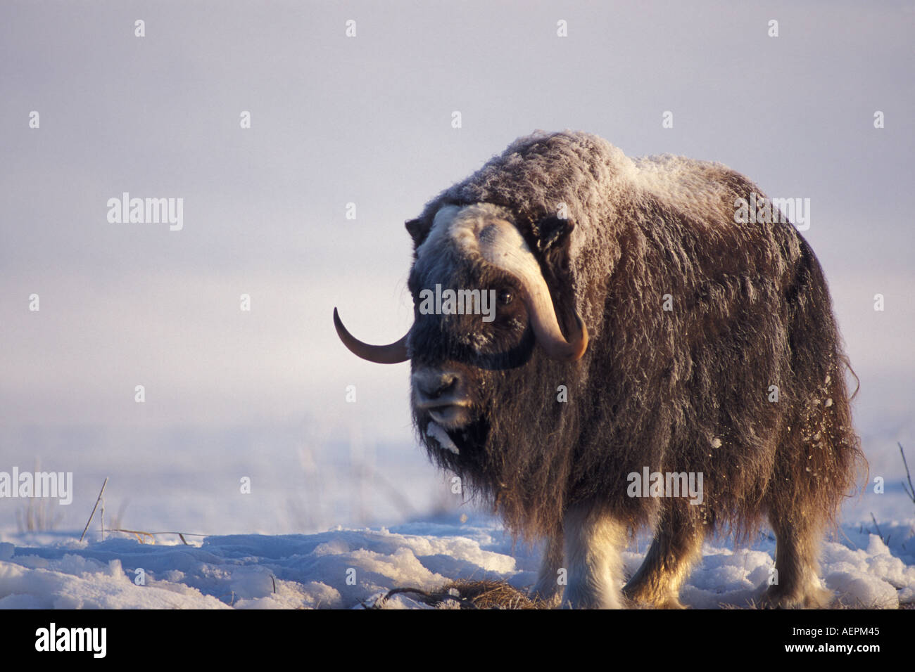 Dominat muskox bull hi-res stock photography and images - Alamy