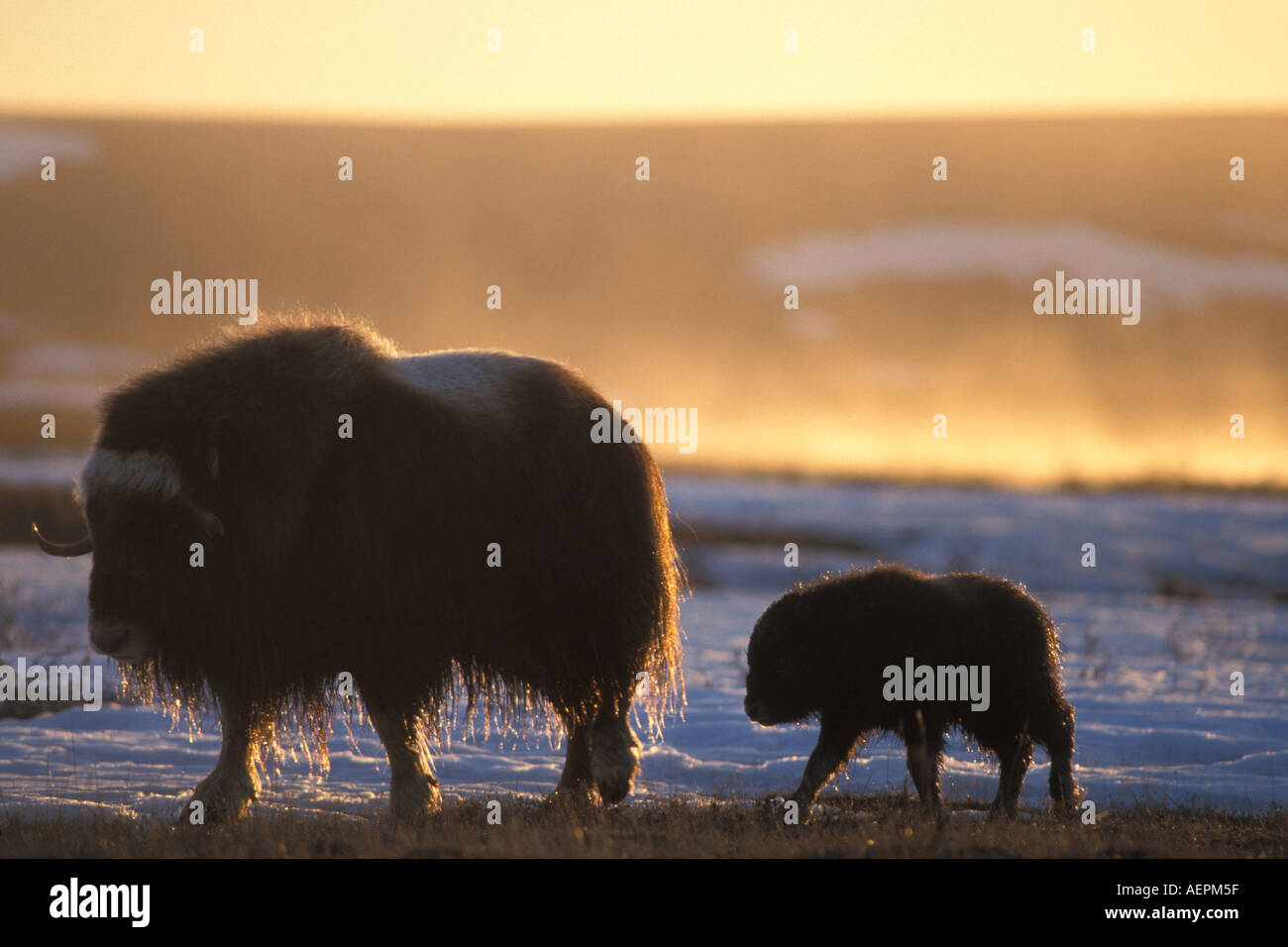 Muskox cow and calf hi-res stock photography and images - Alamy