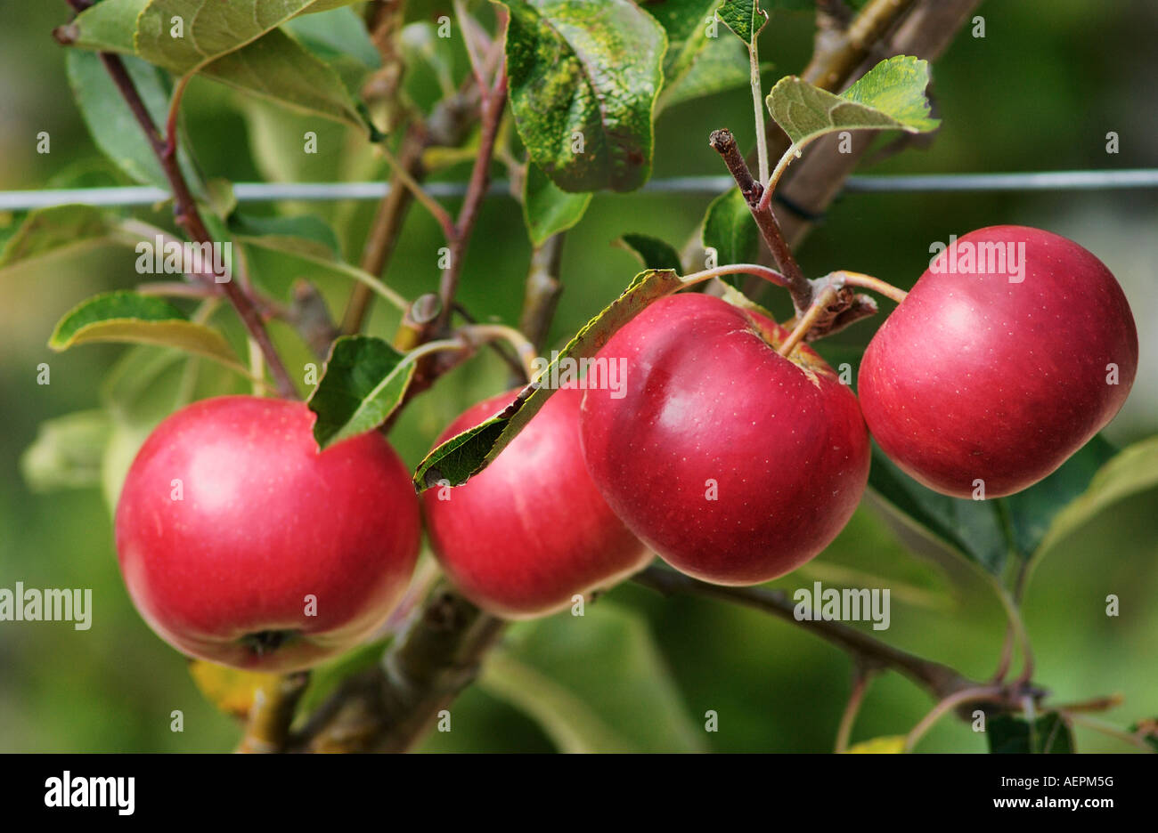 Eating apple variety Scrumptious Stock Photo - Alamy
