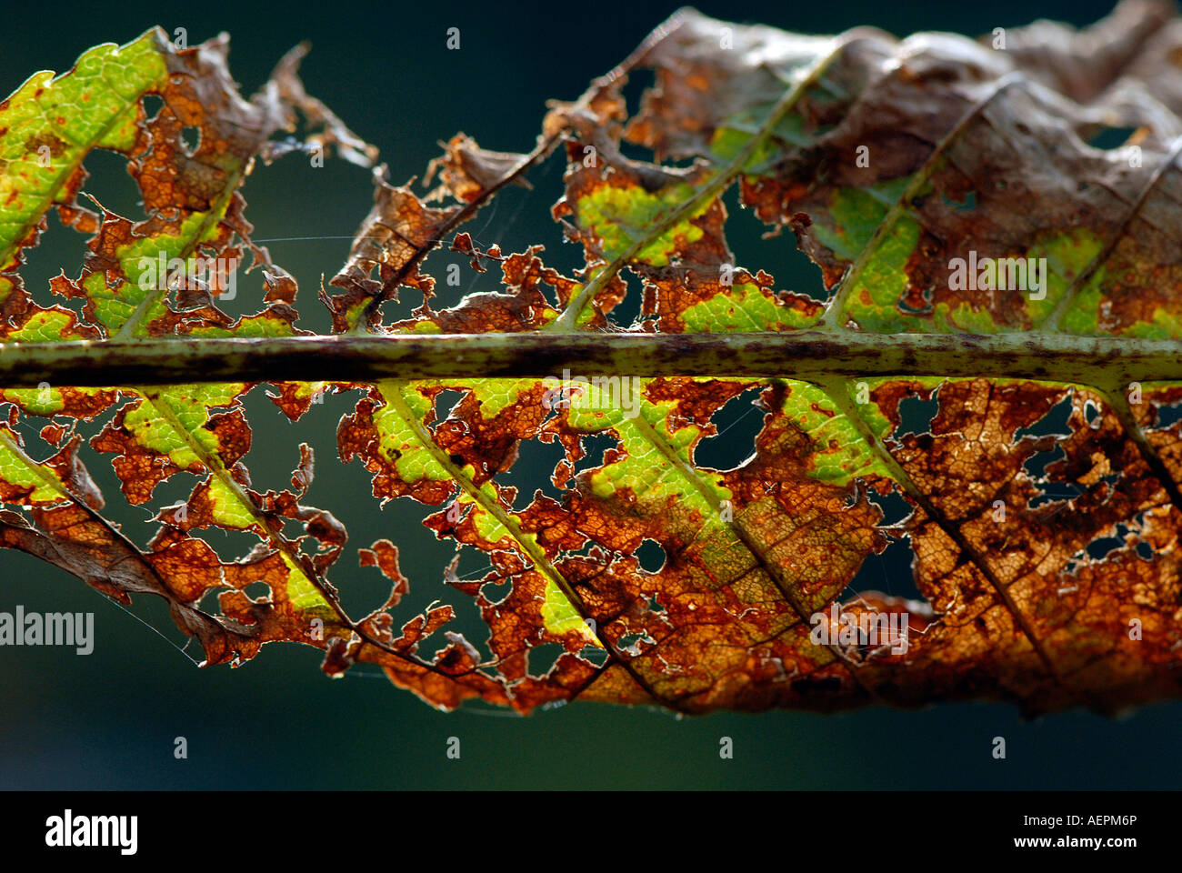 A horse Chestnut leaf showing damage caused by the leaf mining moth ...