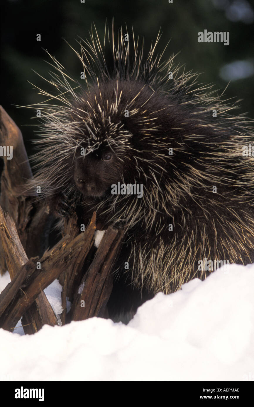 common porcupine Erethizon dorsatum in the foothills of the Takshanuk ...