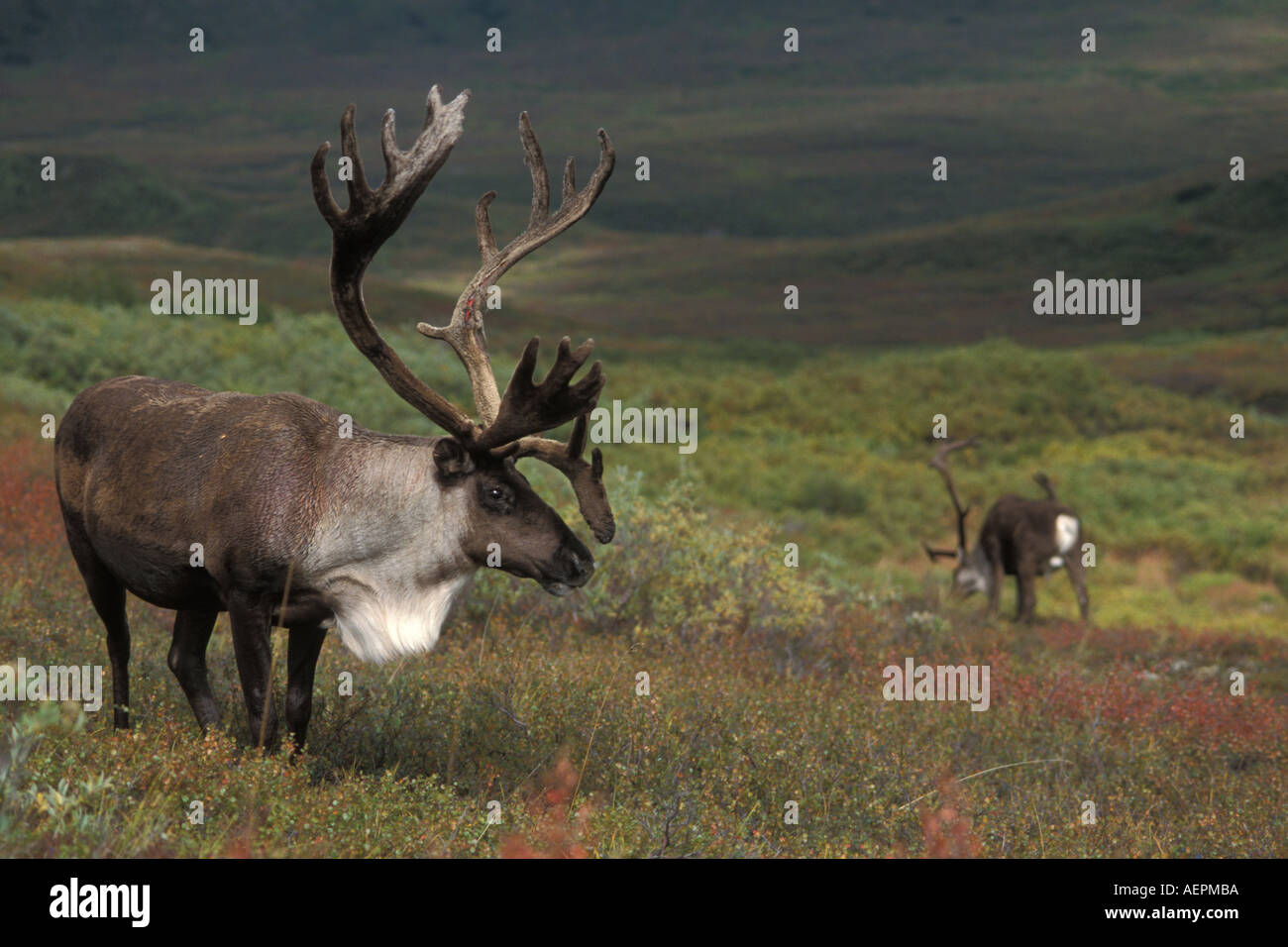 caribou Rangifer tarandus in Denali National Park Alaska Stock Photo ...