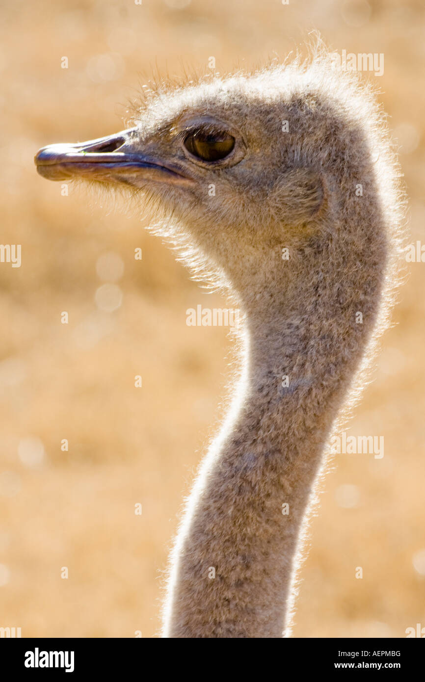 Ostrich Struthio camelus Fossil Rim Wildlife Center Glen Rose TX USA ...