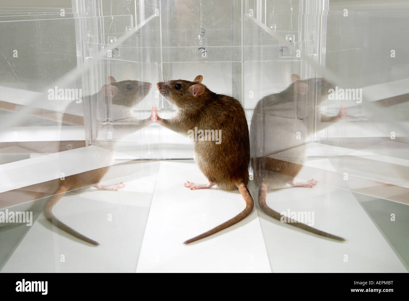 Lab rat hi-res stock photography and images - Alamy