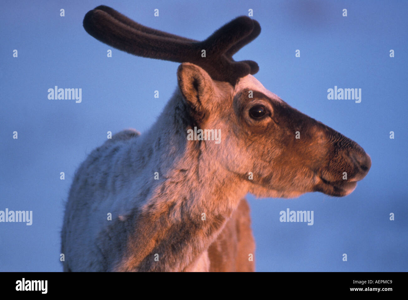 caribou Rangifer tarandus grows its antlers in spring 1002 area of the ...