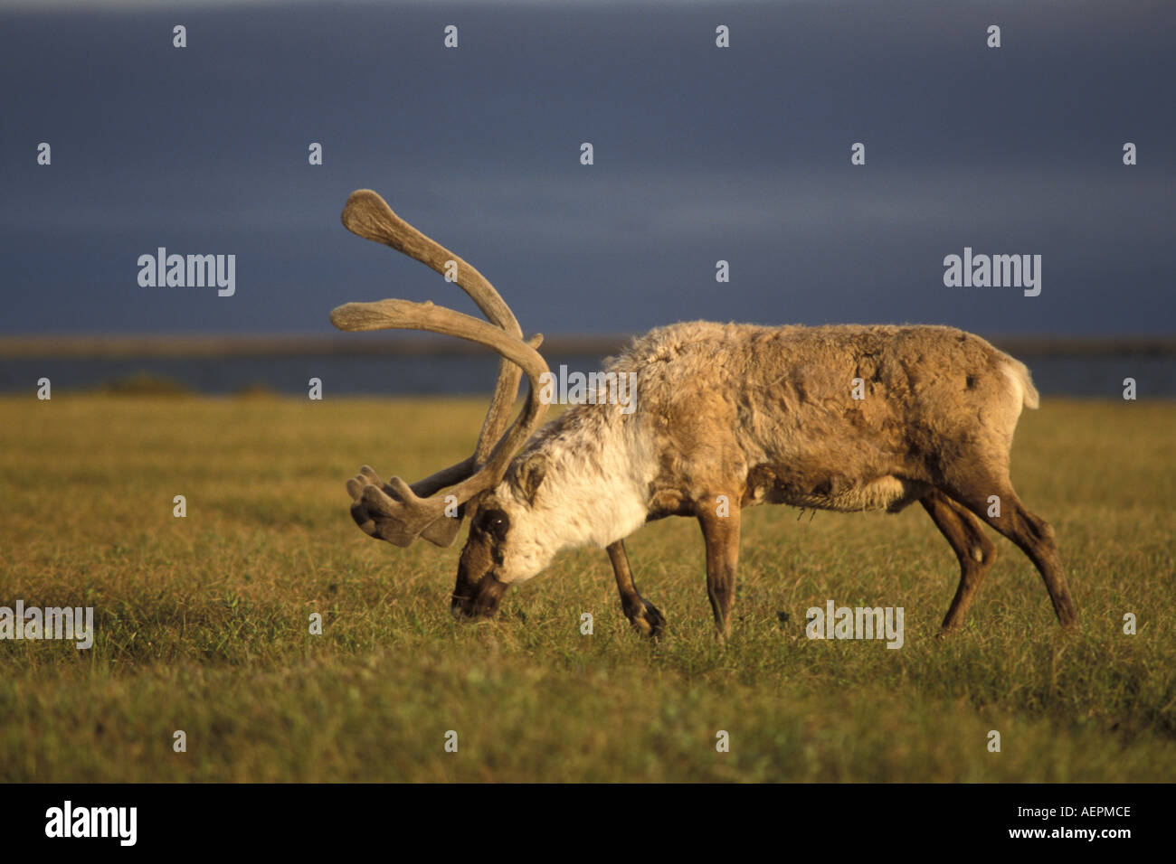 caribou Rangifer tarandus bull with spring antlers 1002 area of the ...