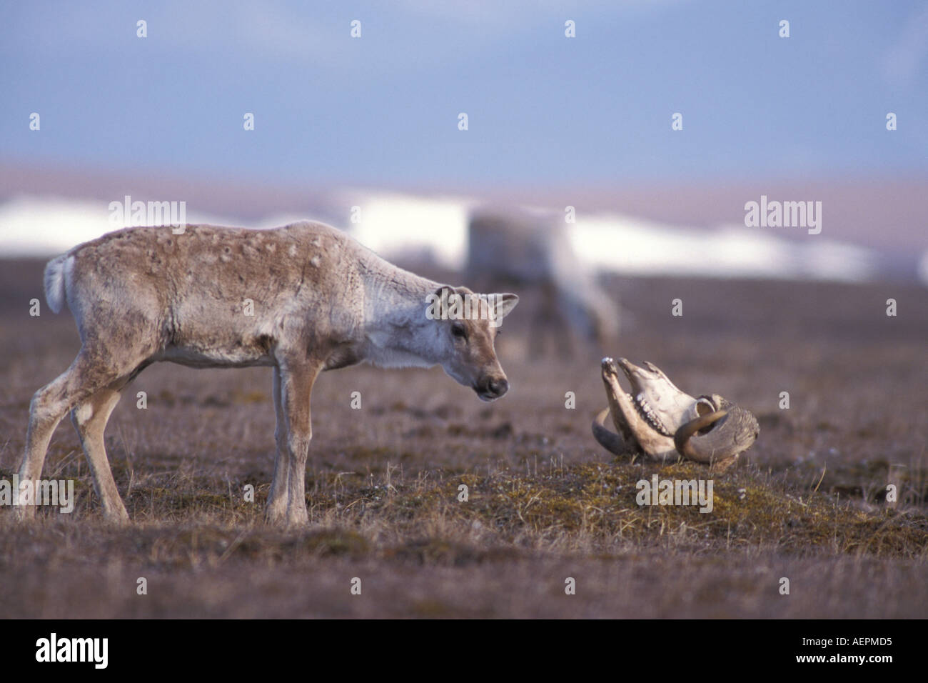 caribou Rangifer tarandus 1002 area of the Arctic National Wildlife ...