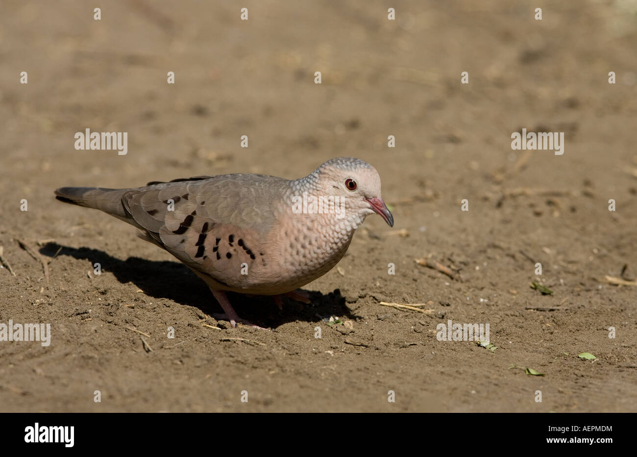 Common Ground Dove Stock Photo - Alamy