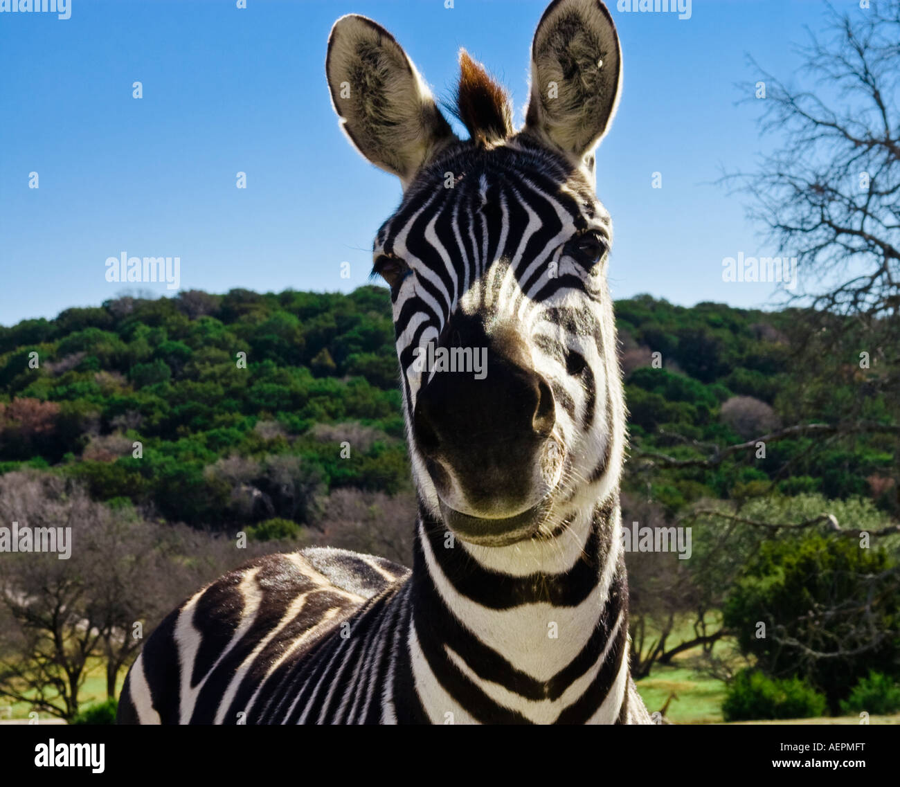 Grant zebra hi-res stock photography and images - Alamy
