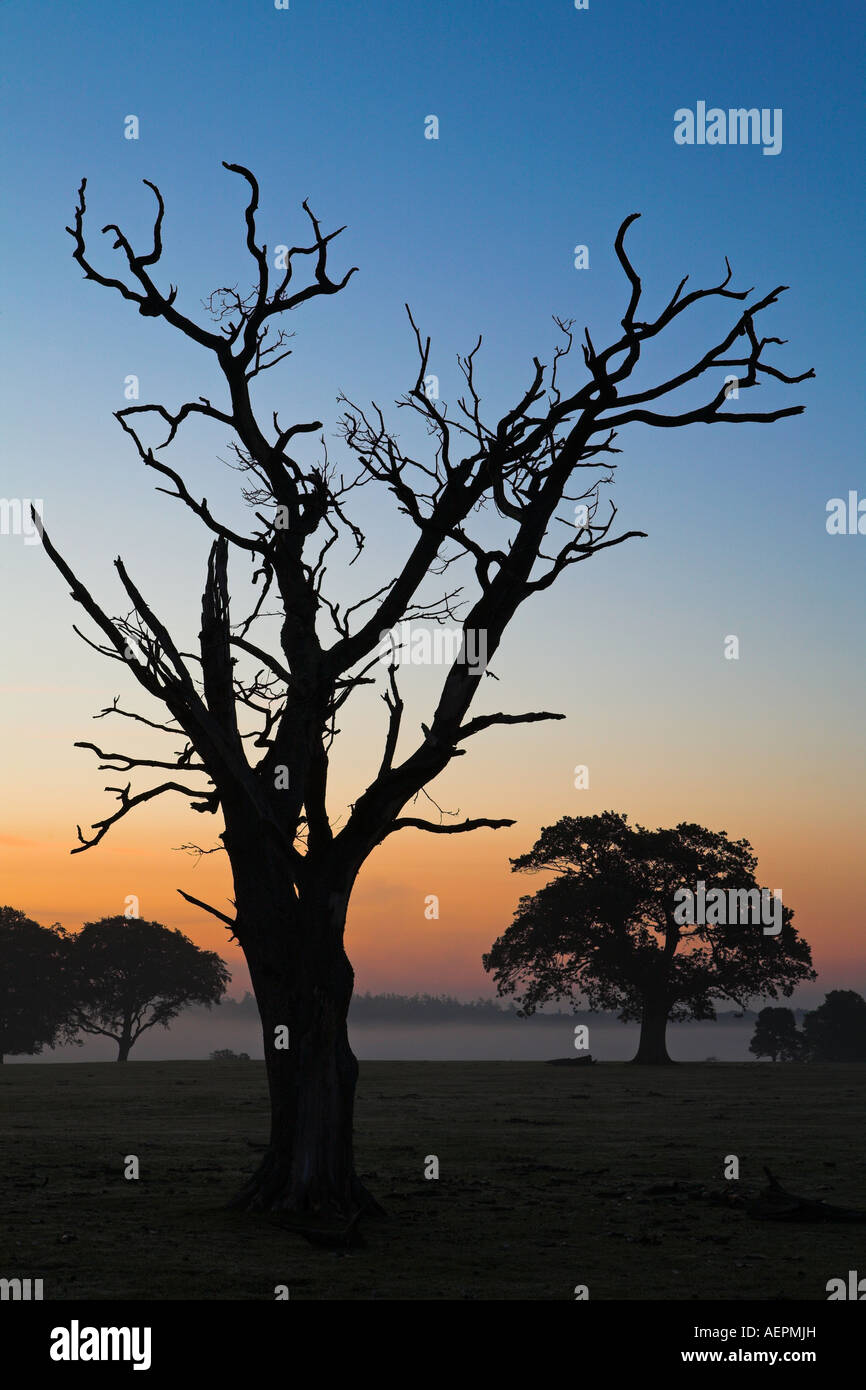 The skeleton of a long dead tree in the New Forest National Park Stock ...