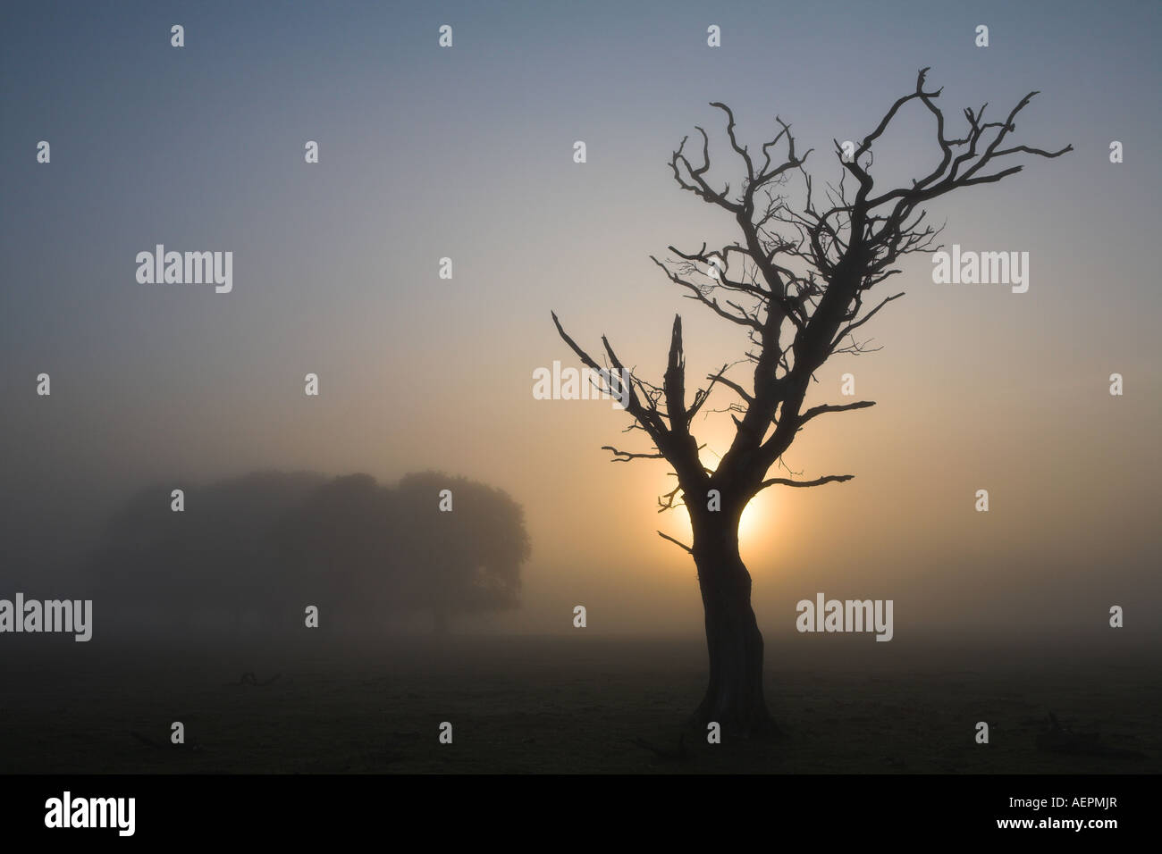 The skeleton of a long dead tree isolated in thick mist, New Forest ...