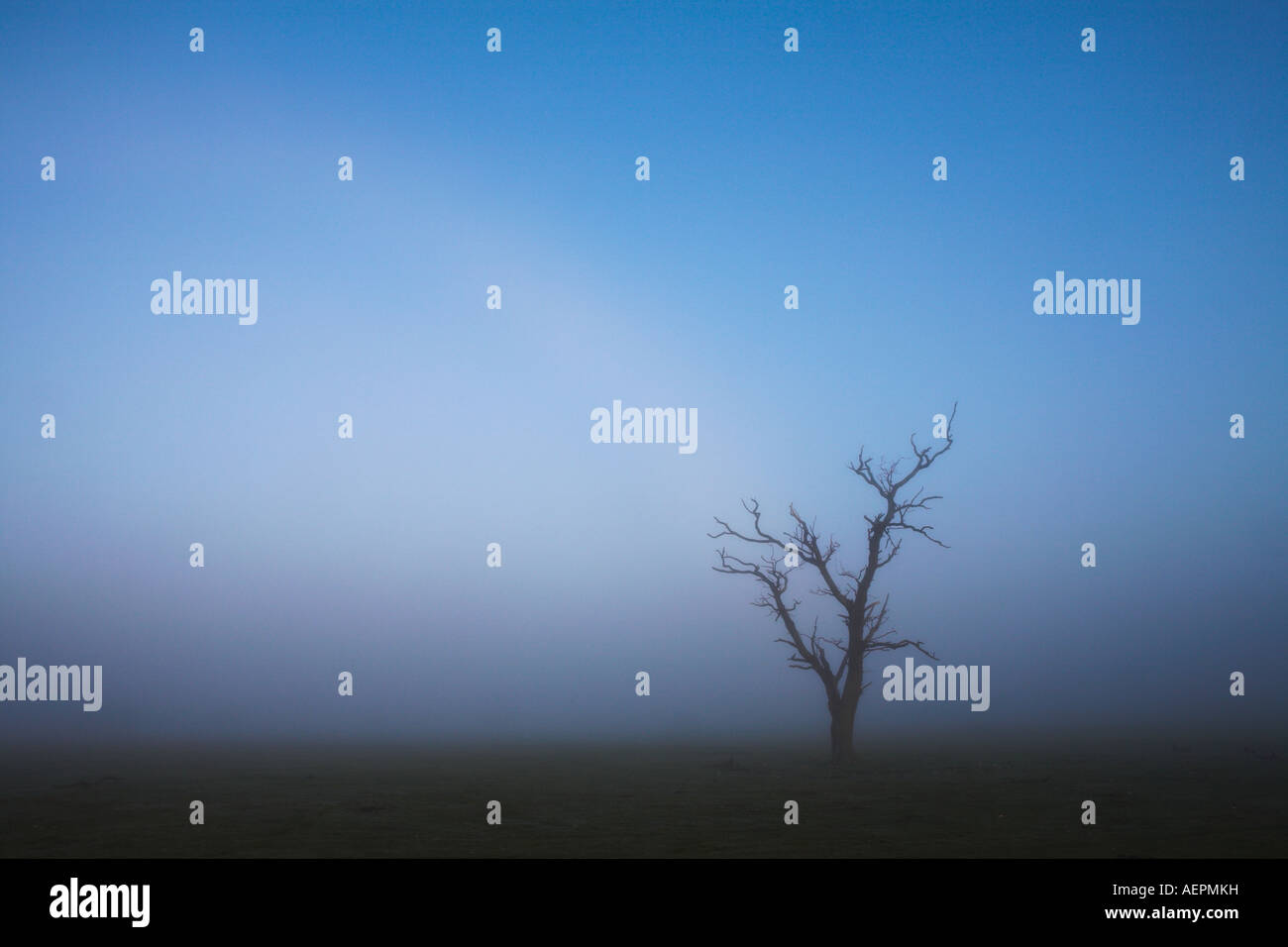 The skeleton of a long dead tree isolated in thick mist, New Forest ...