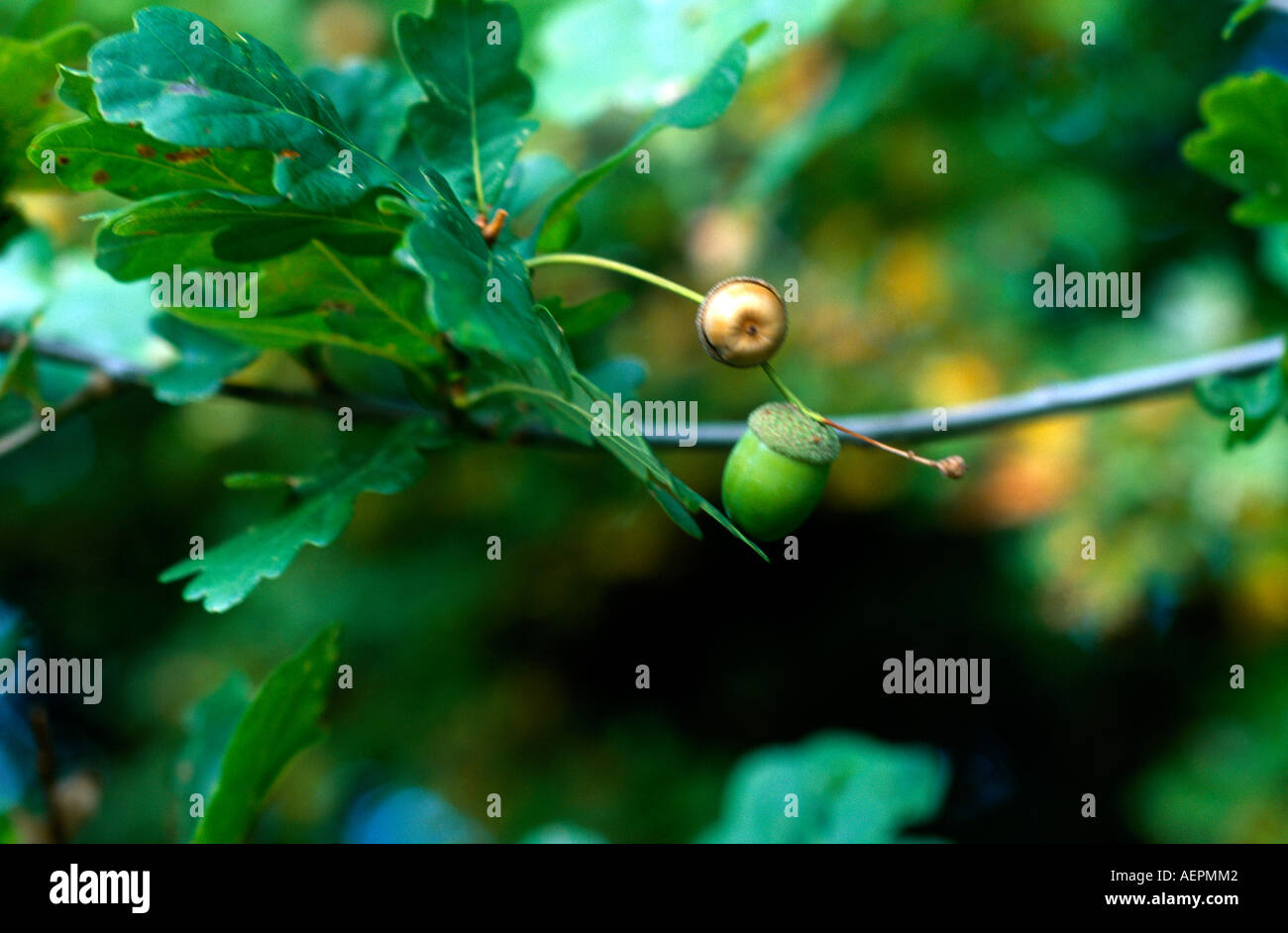 Acorn oak tree hi-res stock photography and images - Alamy