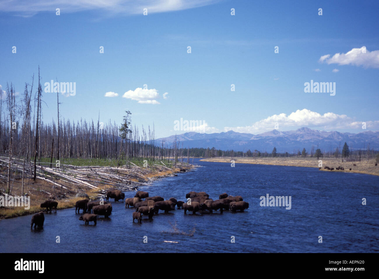 bison Bison bison herd standing in a river with trees burned by fire ...