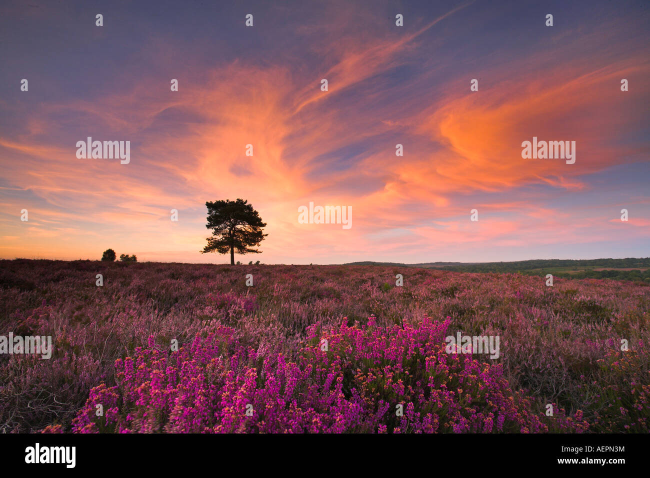 The new forest national park hi-res stock photography and images - Alamy