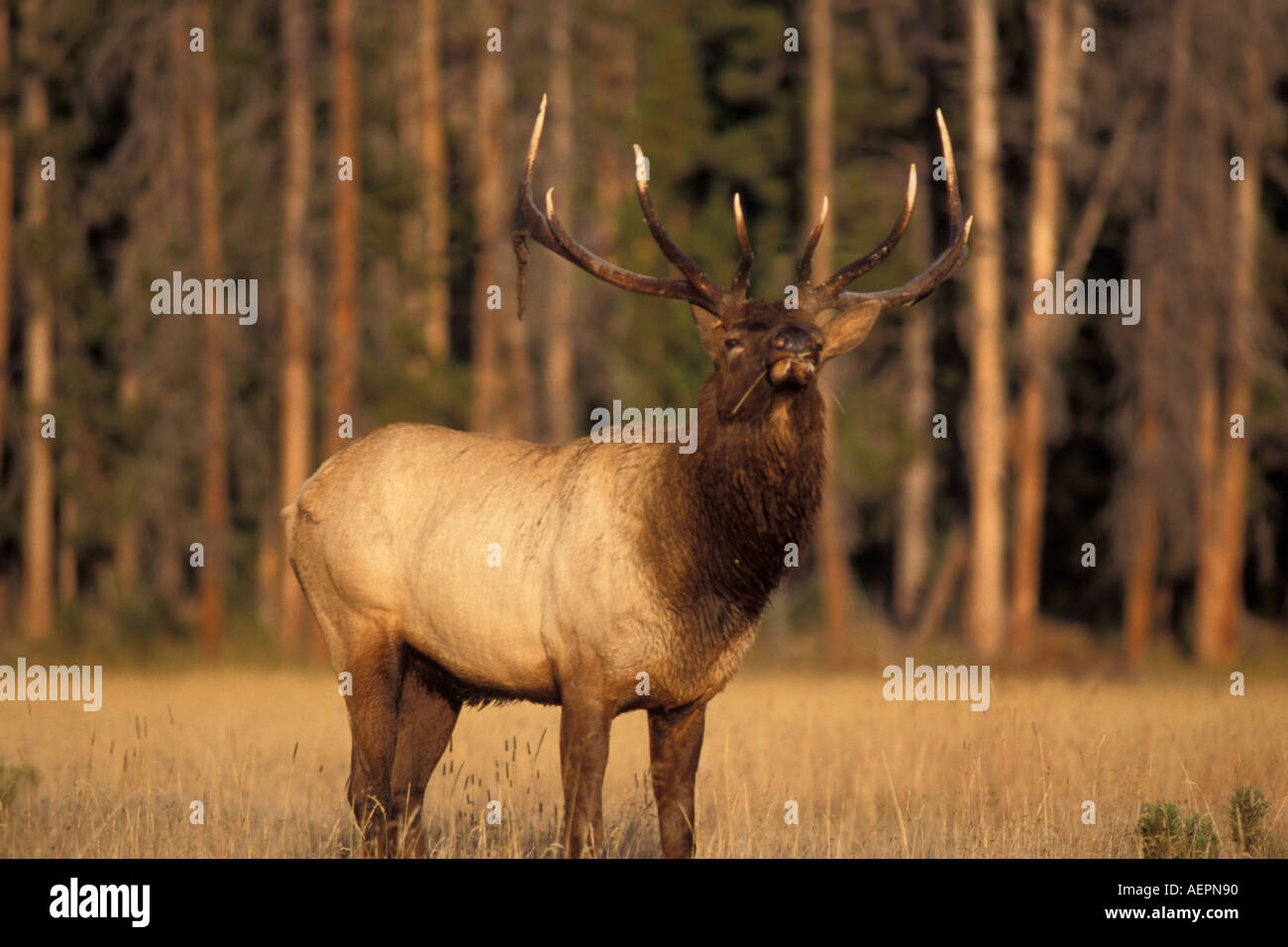 Close up bull elk feeding hi-res stock photography and images - Alamy