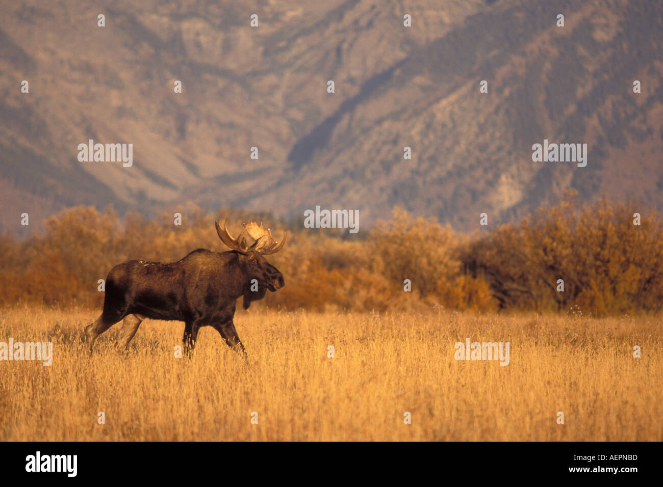 moose Alces alces bull in a meadow at sunrise Teton Range Teton ...