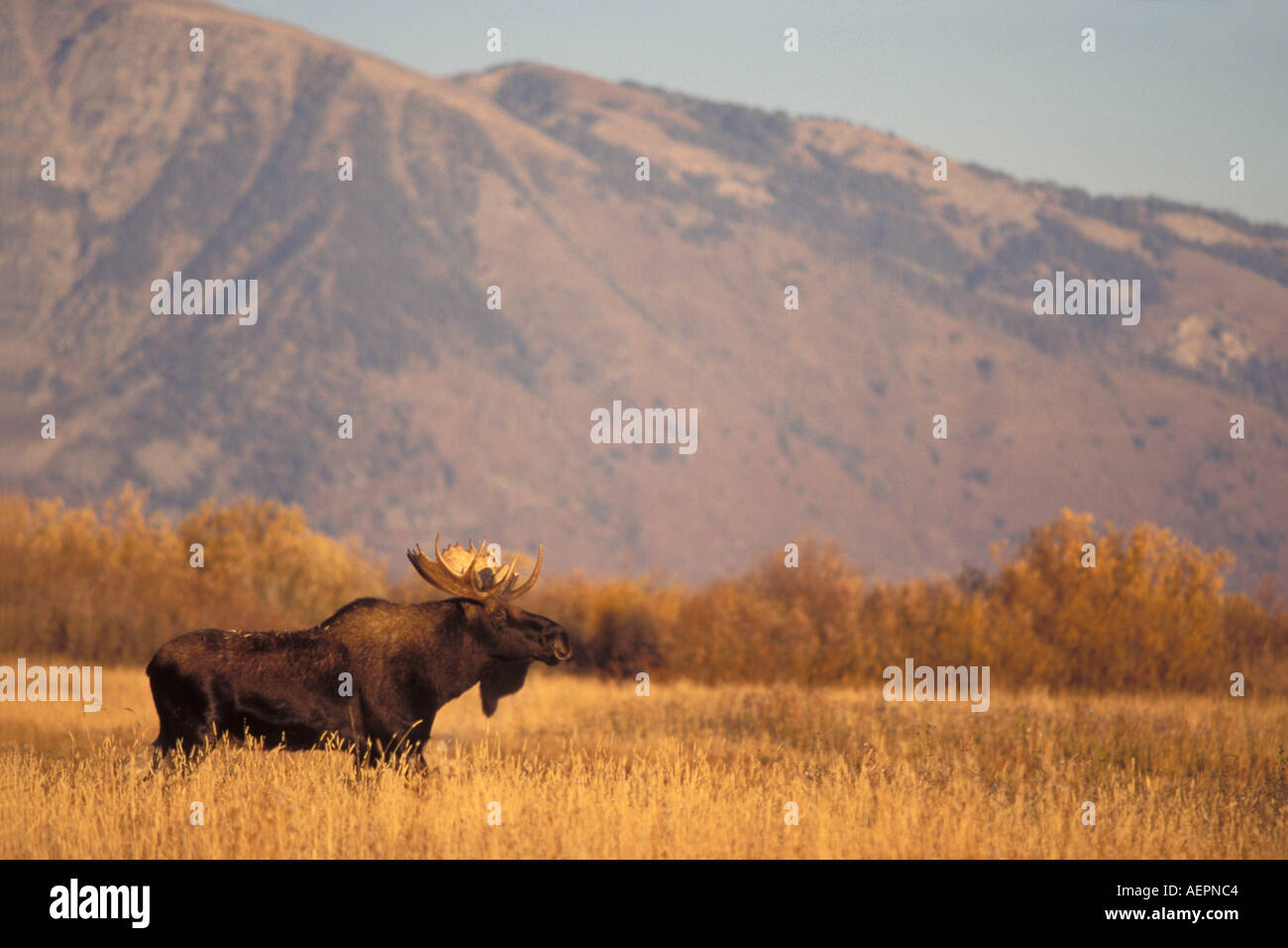 moose Alces alces bull in a meadow at sunrise Teton Range Teton ...