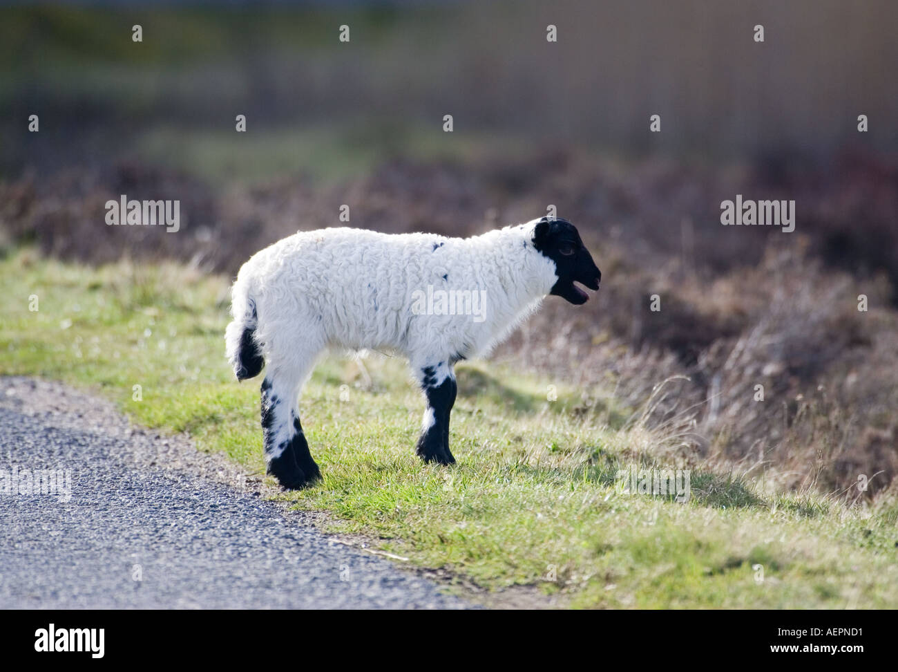 Lamb crying on roadside verge Stock Photo - Alamy