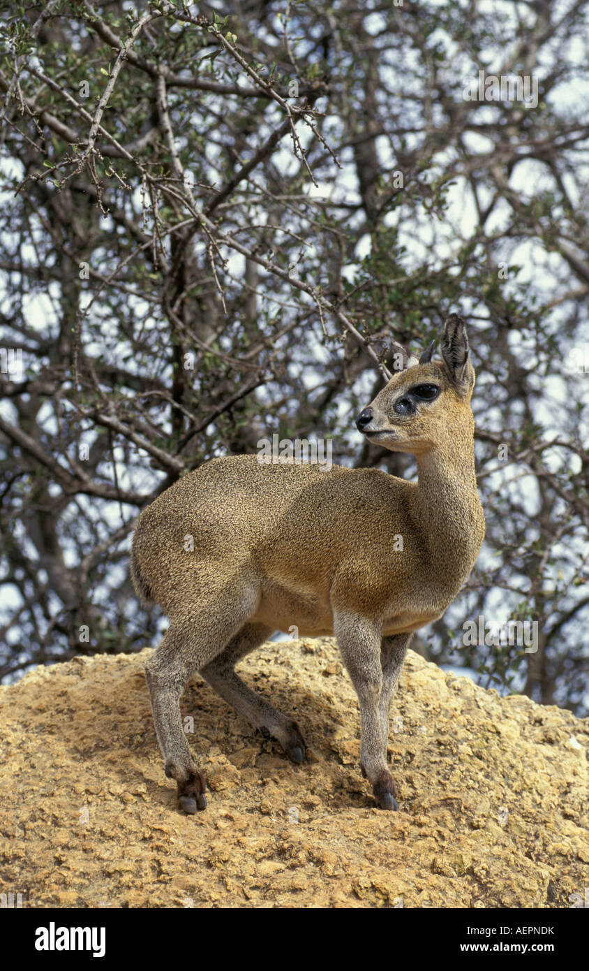 Klipspringer tourism hi-res stock photography and images - Alamy