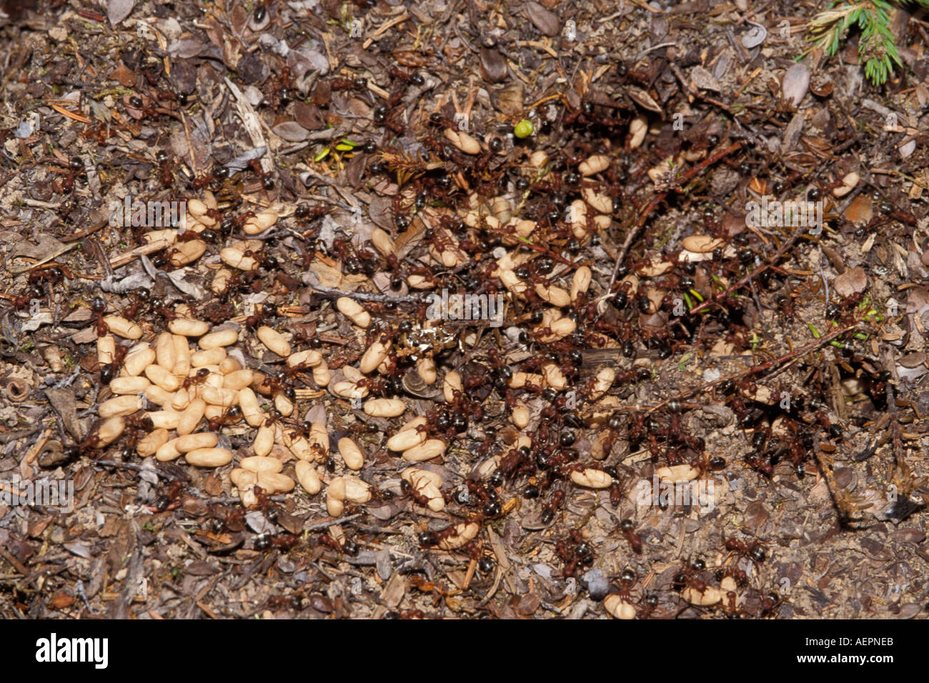 western thatching ant Formica obscuripes or red ant pick up their larva ...