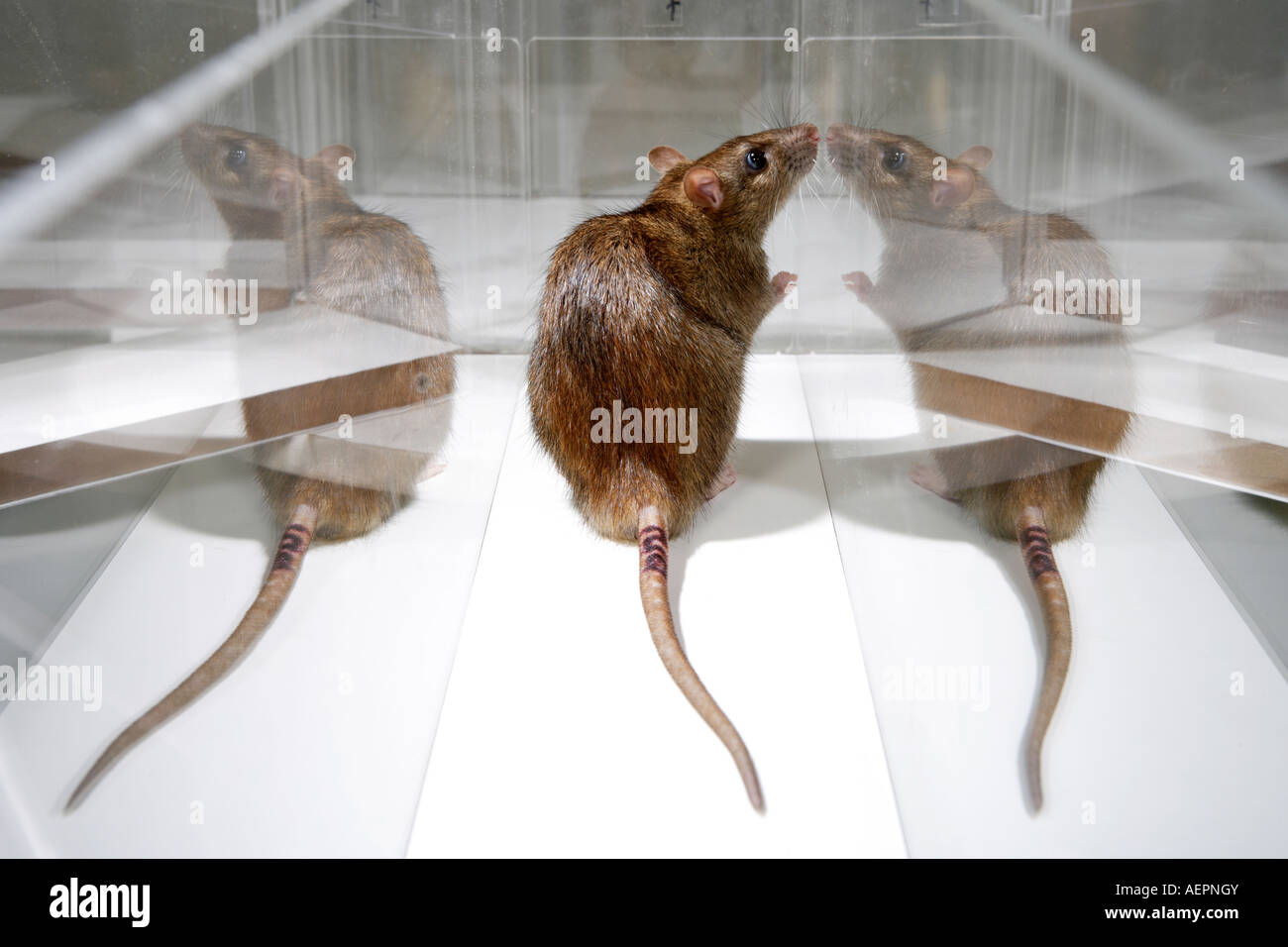 Lab rat psychology experiment hi-res stock photography and images - Alamy