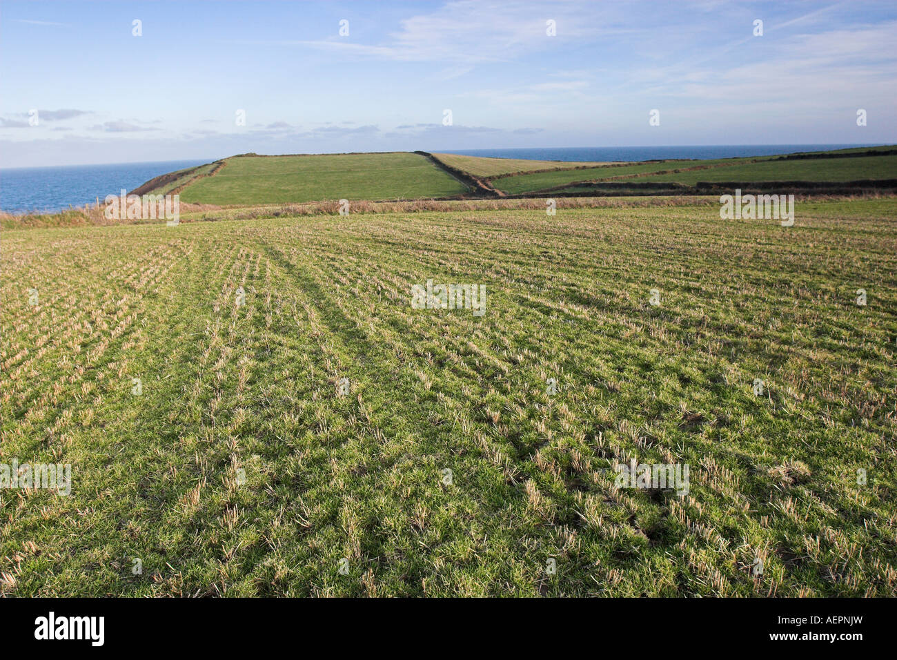 Field by the sea Stock Photo - Alamy