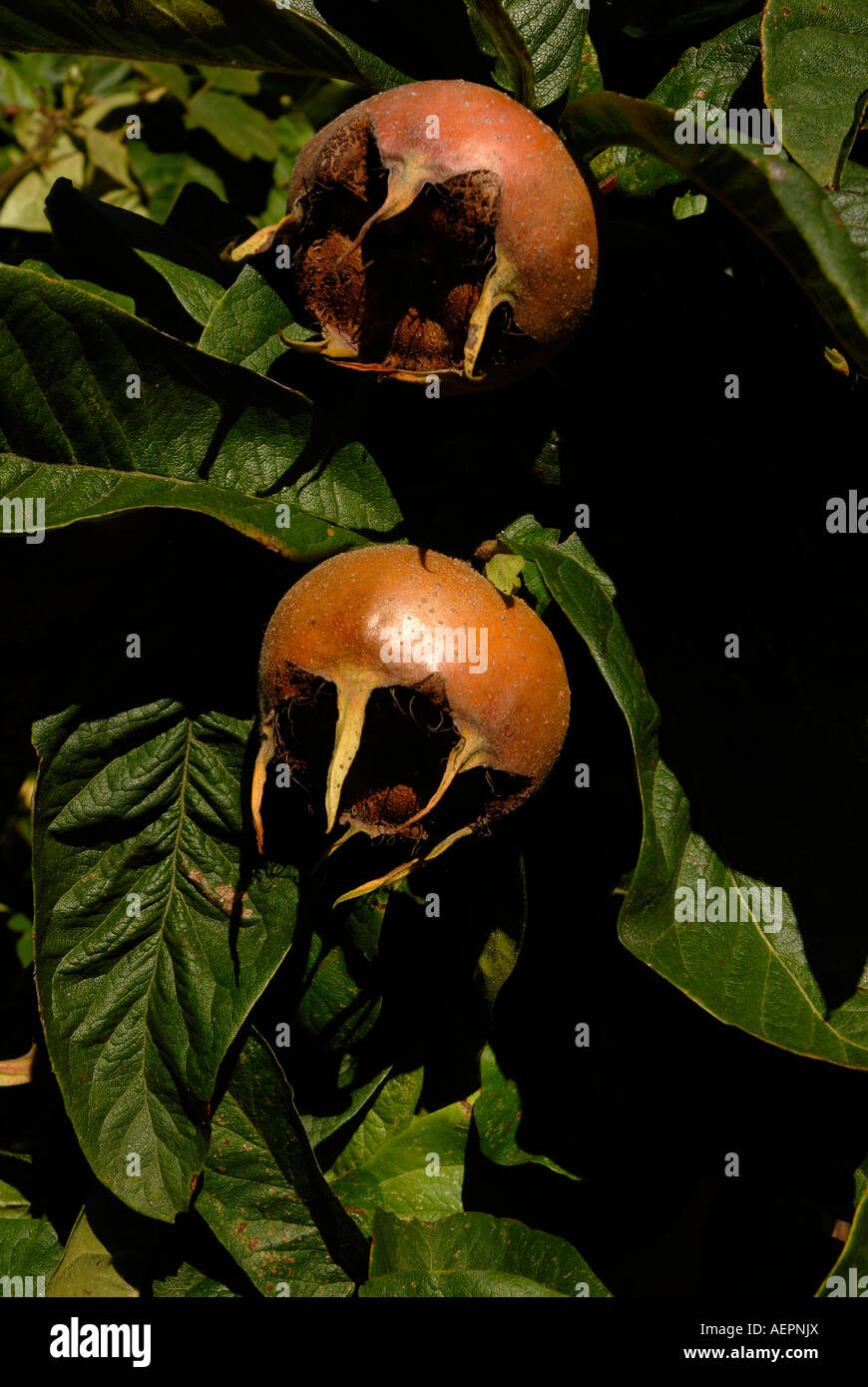Medlar tree uk hi-res stock photography and images - Alamy