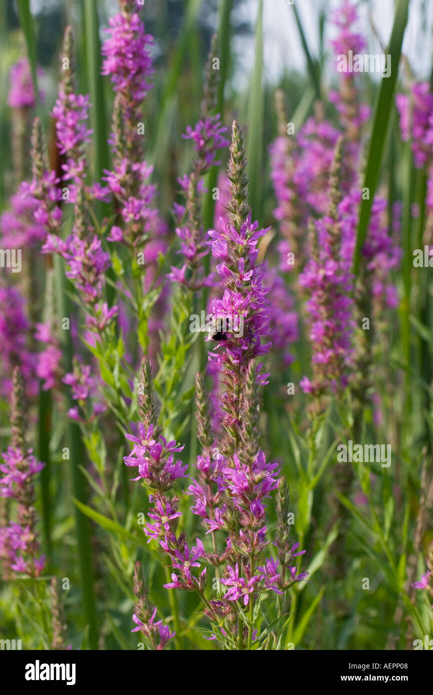 Purple loosestrife bee hi-res stock photography and images - Alamy