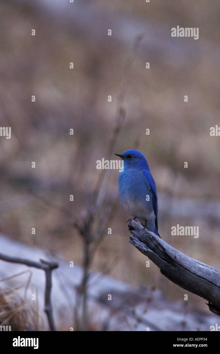 mountain bluebird Sailia currucoides male sits on a perch Yellowstone ...